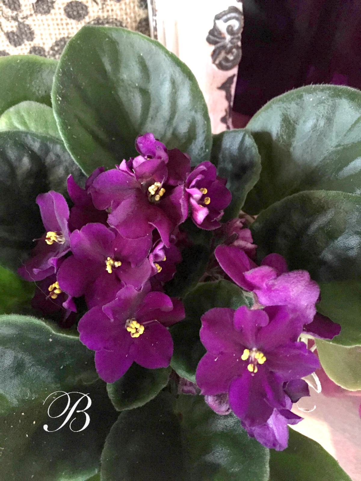 Bank of Flowers: Krista's Pick for Winter Bloomers!!