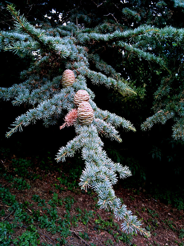 Cedro Azul Del Atlas