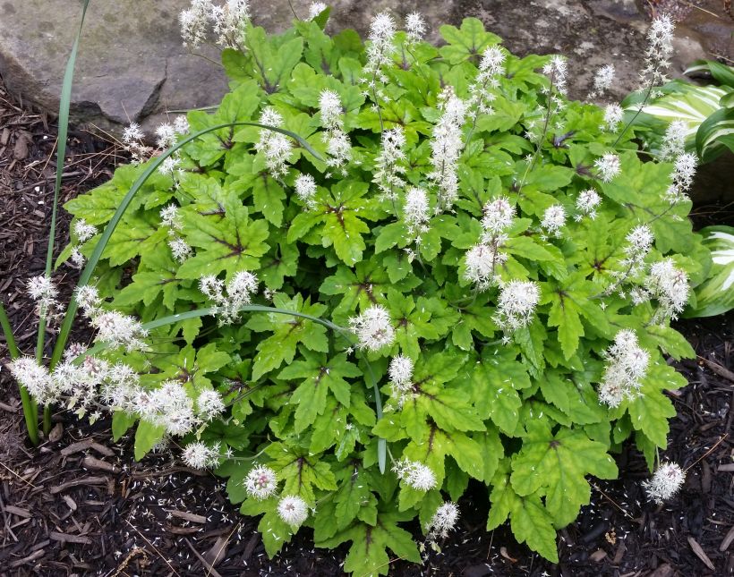 Future Plants by Randy Stewart: Tiarella & Heucherella