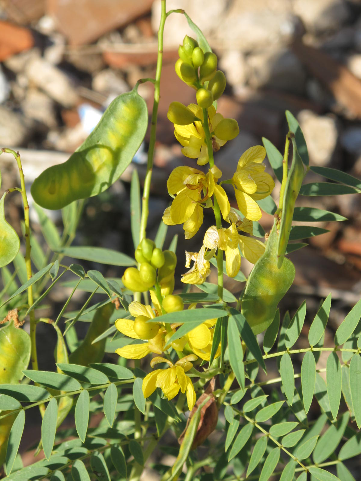 Fabaceae - Leguminosae no Brasil: Fabaceae - Senna alexandrina Mill.