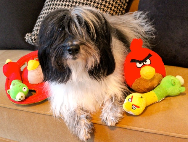 To Dog With Love: Angry Birds Dog Toys Giveaway!