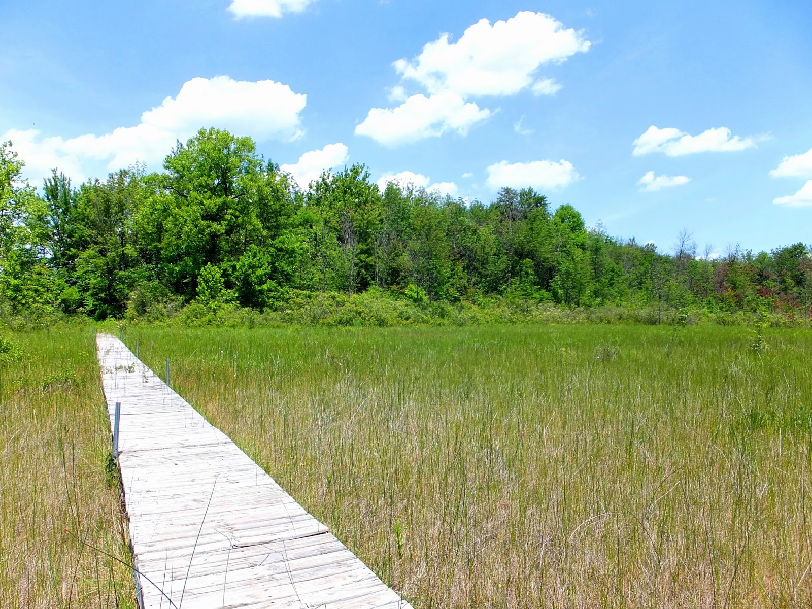 Plants Amaze Me: Jeptha Lake Fen, Paw Paw Prairie Fen