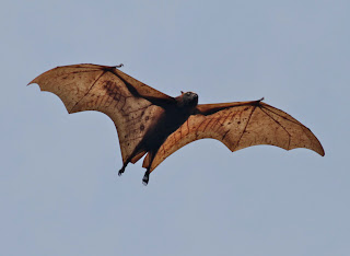 A Birder in The Philippines: Subic - 12 & 13 May