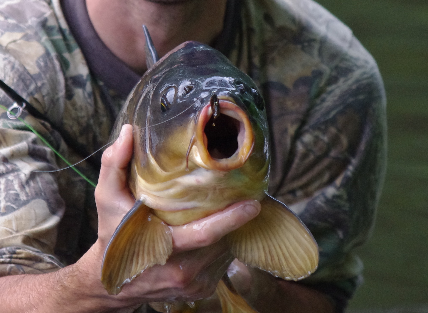 This River is Wild: Carp Flies