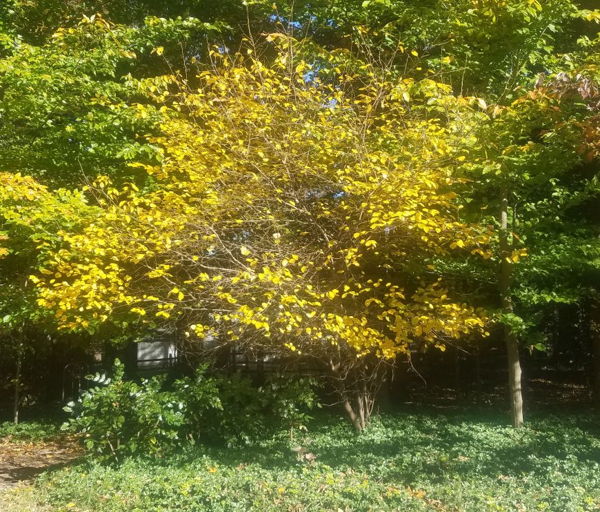 Future Plants by Randy Stewart: Spicebushes - The Lindera's