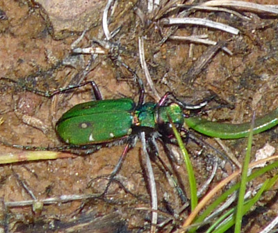 Wild and Wonderful: August 2011