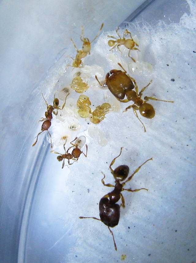 Photos and Info on Ants and Termites of Malaysia: Pheidole the Big ...