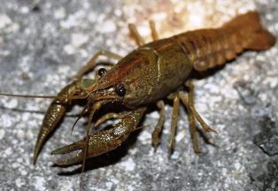 Procambarus Pictus ~ Crayfish | Crawfis | Huna | Lobster Galery