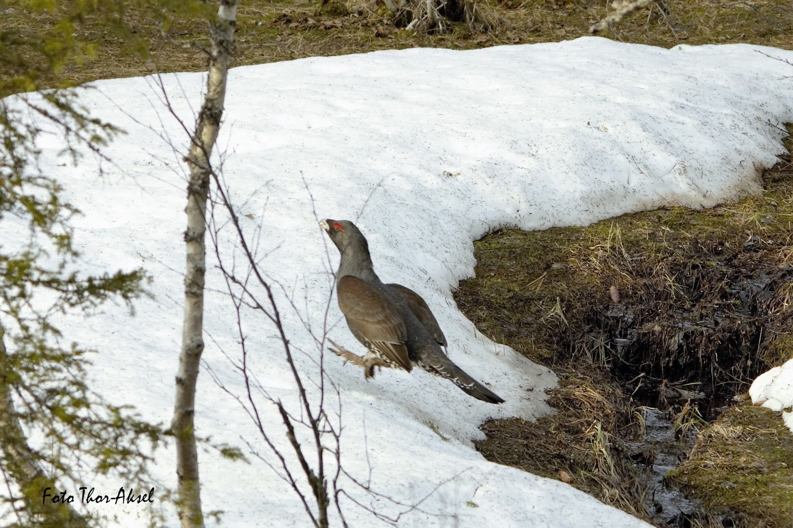 Thor-Aksel`s FOTO BLOGG: mai 2016