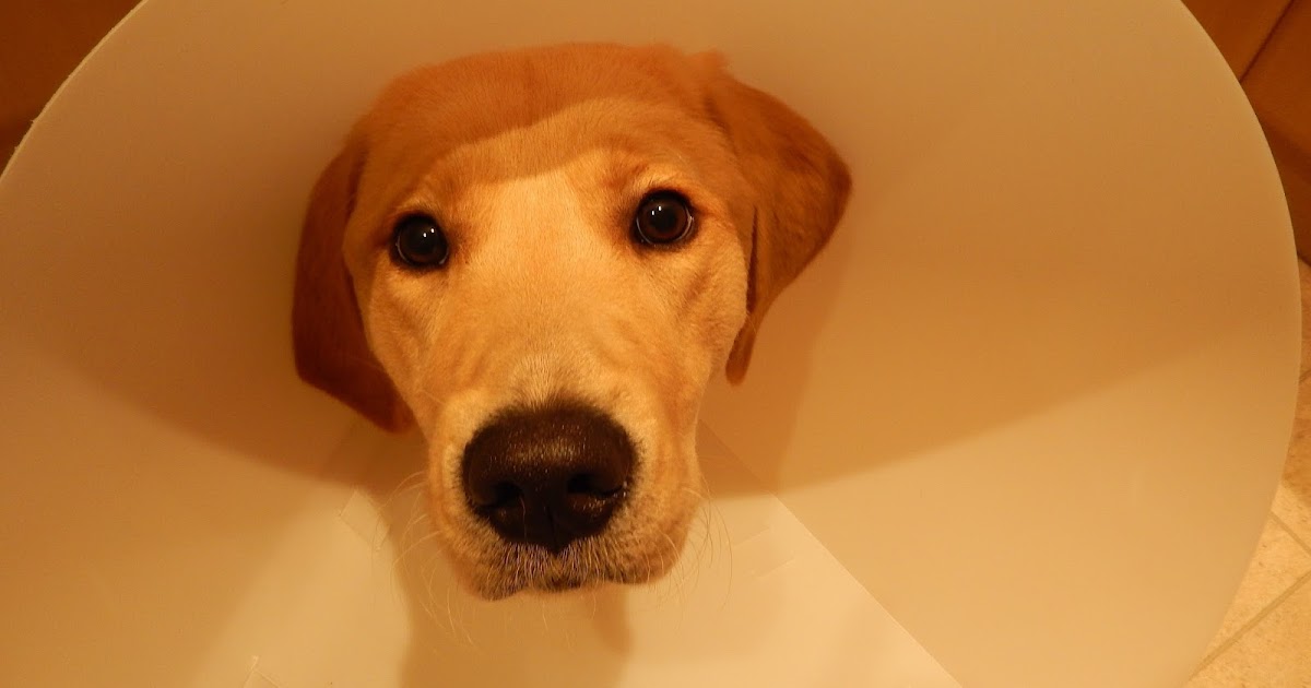 Buff - Guide Dog Puppy: The Big Op