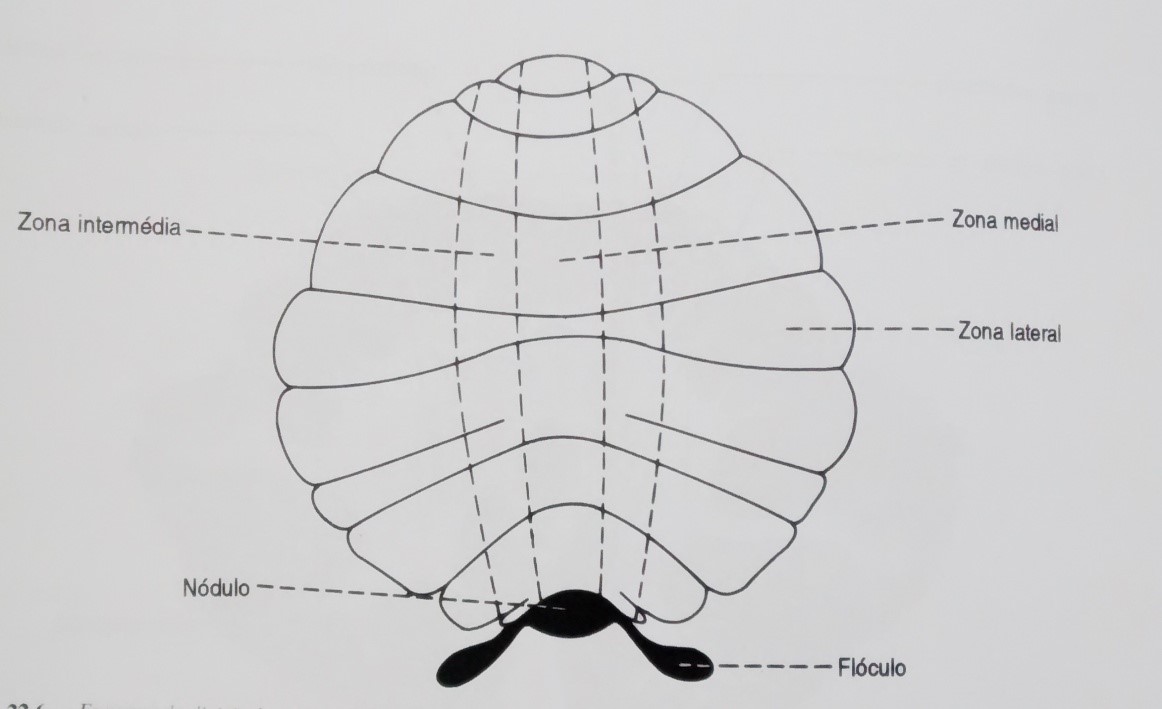 Sistema Nervoso - Cerebelo: Análise Funcional do Córtex Cerebelar