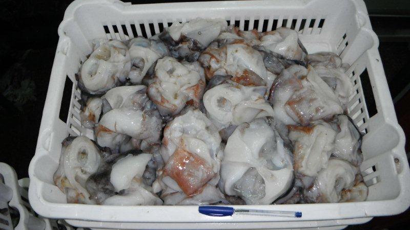 Butterworth Seafoods: GIANT SQUID NECK - PERUVIAN ORIGIN