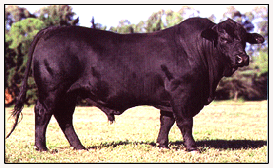 El Toro: Chamamé. | Tarragoseando.