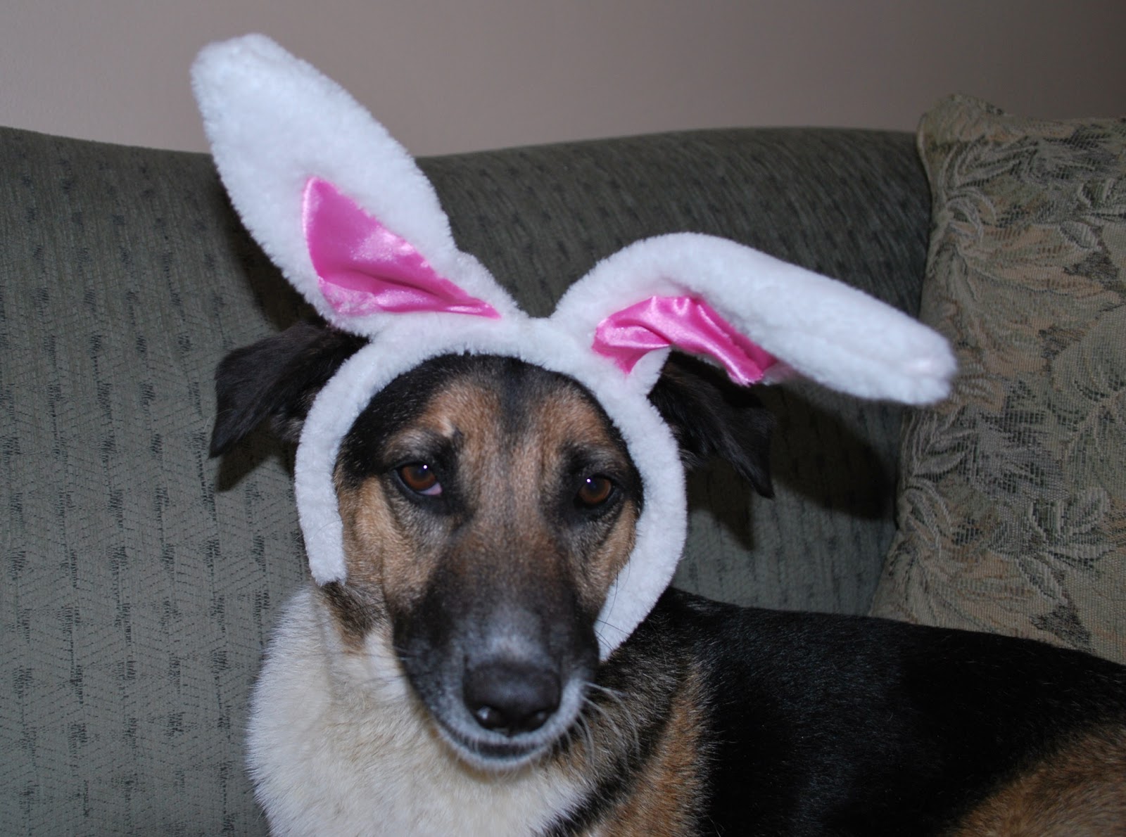 Pooch Smooches: Dogs in bunny ears