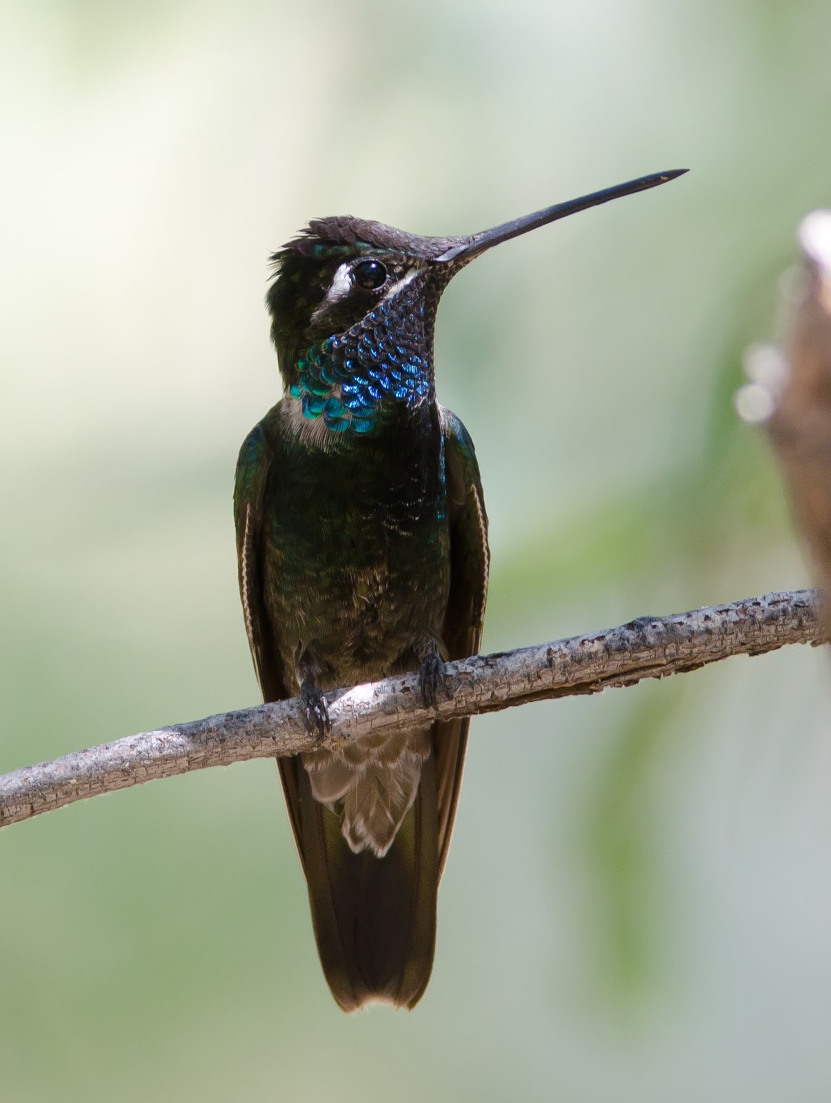 Gordon's Birding Adventures: A Big Day -- 8 June 2013