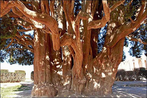 9 of the oldest trees in the world