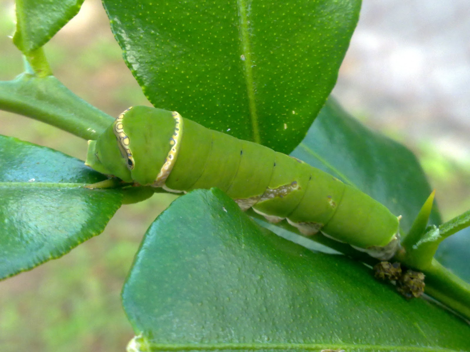 MY MALAYSIA PHOTOS: ULAT BELUNCAS (CATERPILLAR)