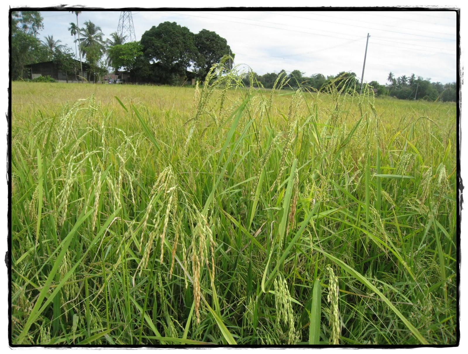 BUNCH-IT: APPETITE-zers!!!