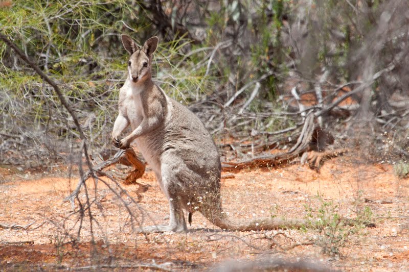Animales que saltan - Imagui