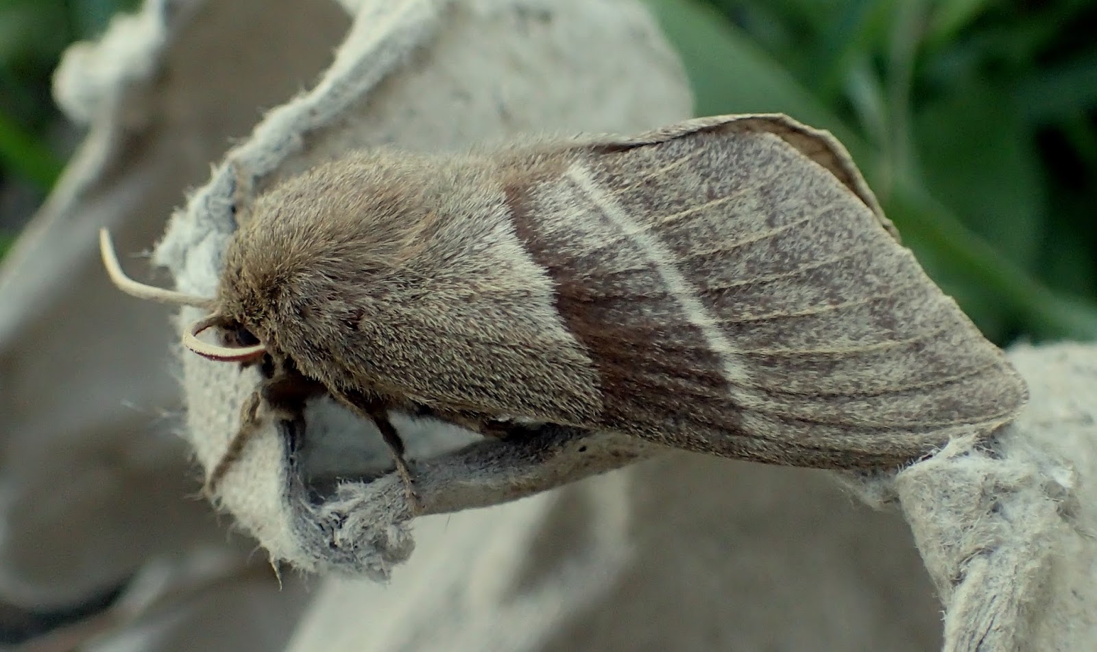 Ceredigion Moths: Netted Pug