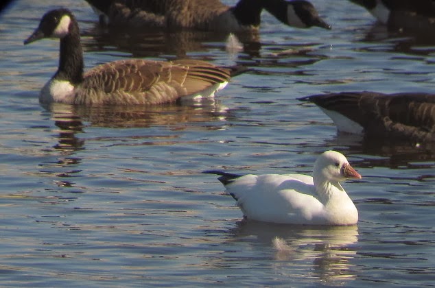 Northern Maine Birds: Great Goosing