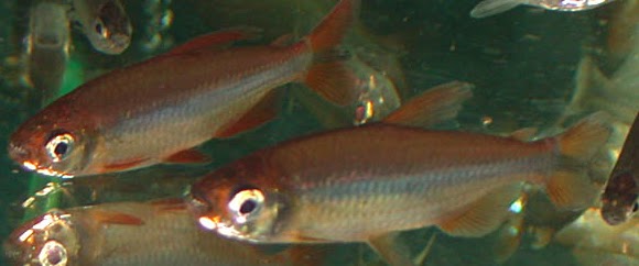 Alma d'Água: Peixes / Characiformes / Alestidae