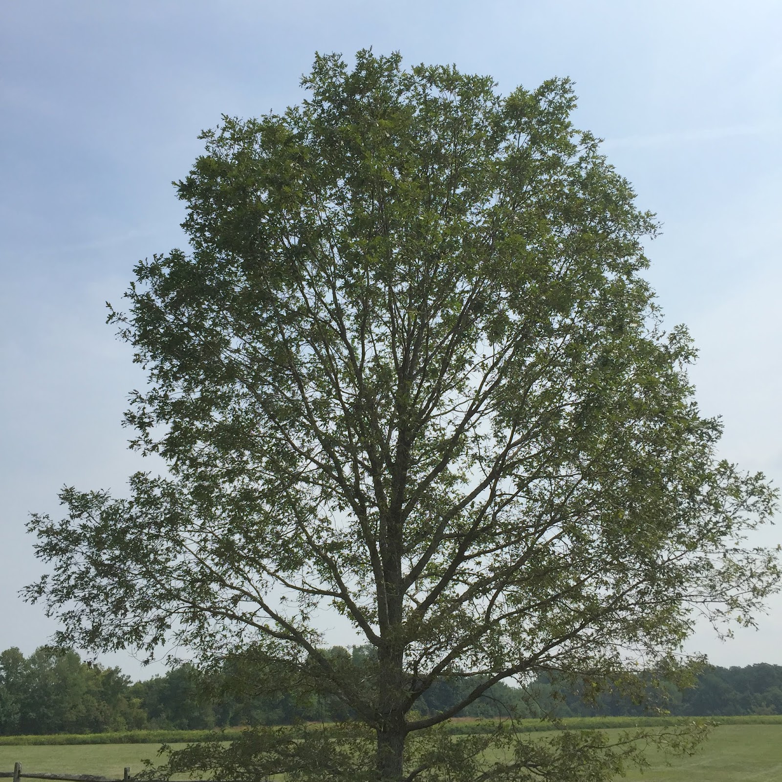 Princeton Nature Notes: Battlefield Ribbon Cutting, plus Mercer Oak ...