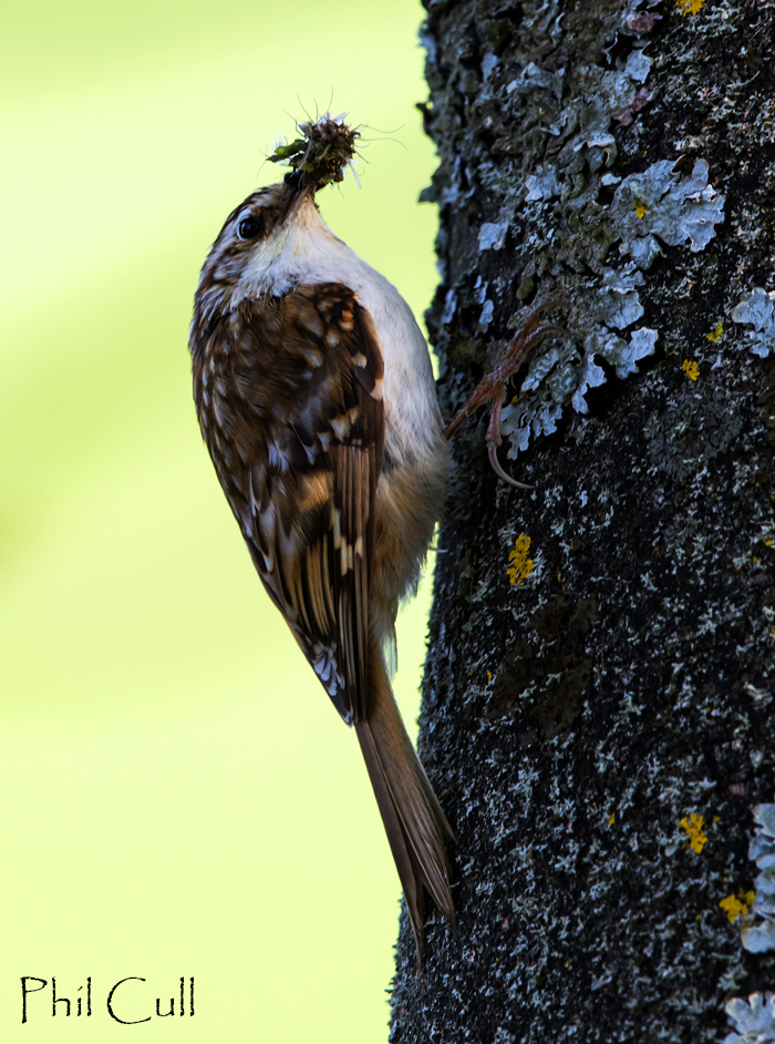 Phil Cull Wildlife Photography: 2019
