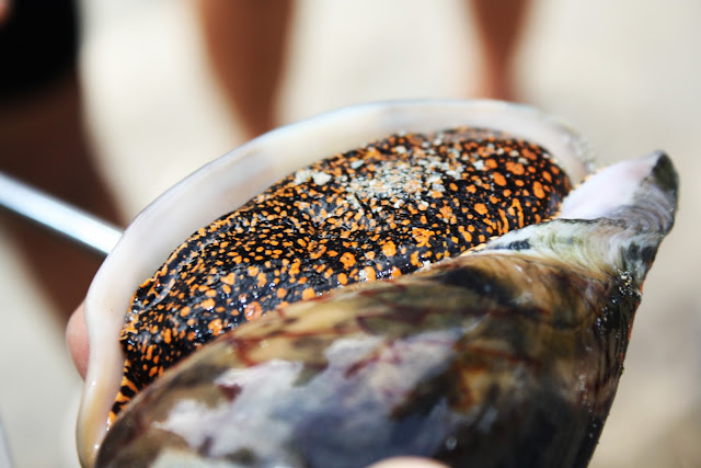 Marine Biology: Cymbiola nobilis