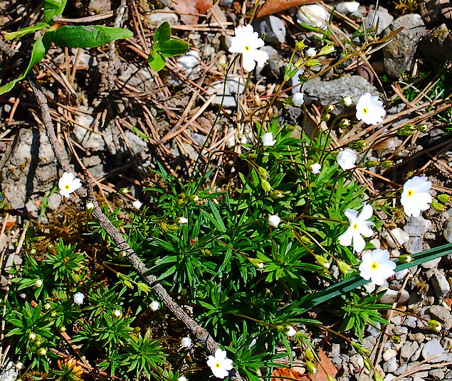 Flore sauvage en Suisse (et Jardins botaniques): ANDROSACE LACTEA L.