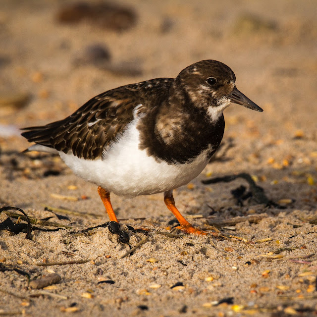 TrogTrogBlog: Bird of the week - Turnstone