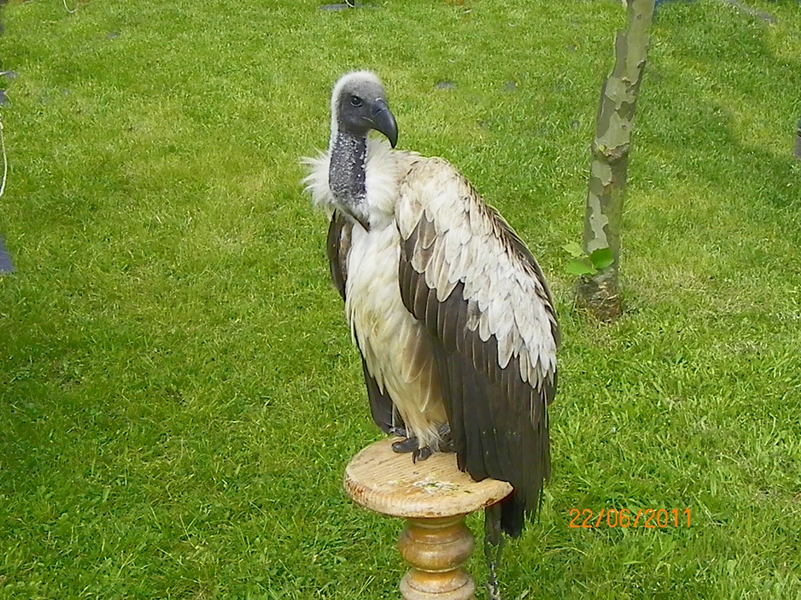 NATURALEZA desde ASTURIAS: BUITRE DORSIBLANCO AFRICANO