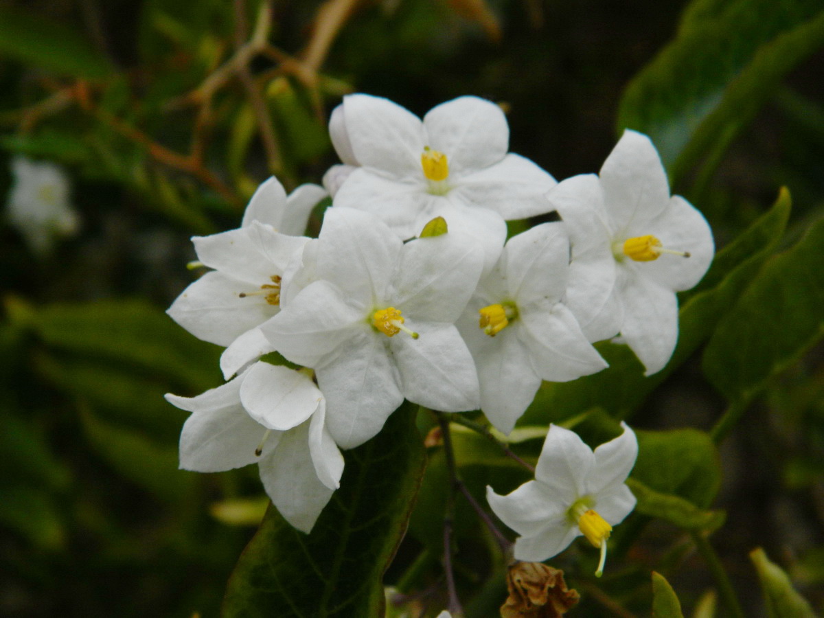 LA MULTI ANI, ROMANIA!: Flori albe