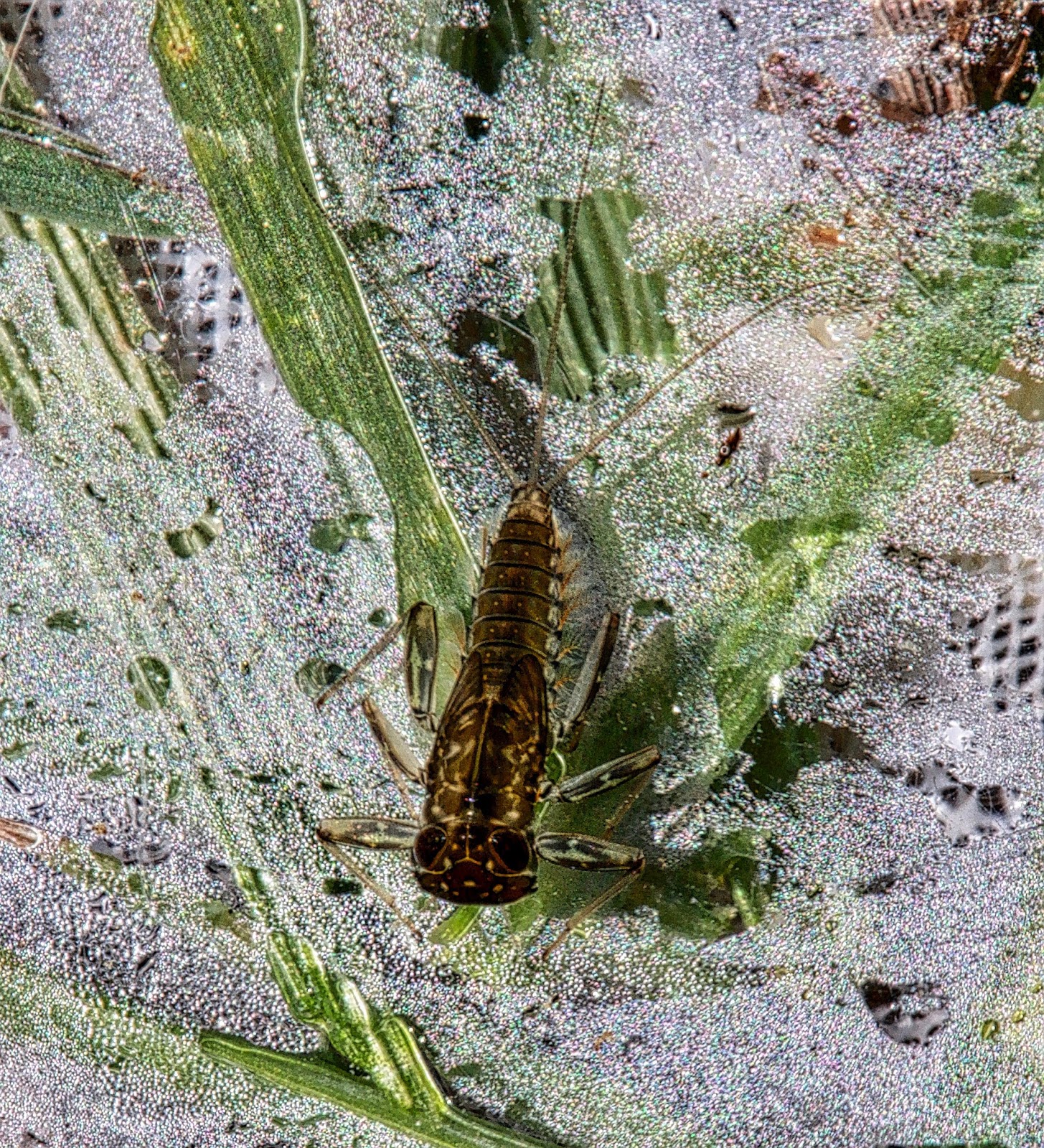 Aquatic Insects of Central Virginia: April 2018