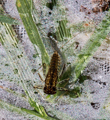 Aquatic Insects of Central Virginia: Cinygmula subaequalis: do the ...