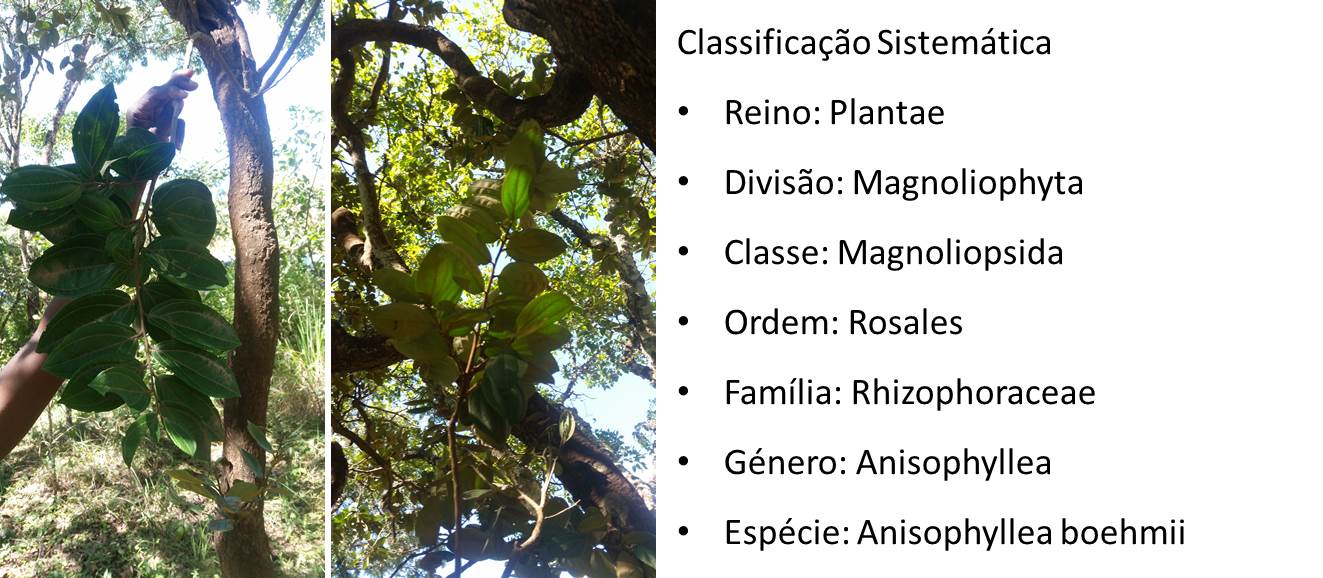 Herbario digital: Anysophyllea bohemii (Loengo)