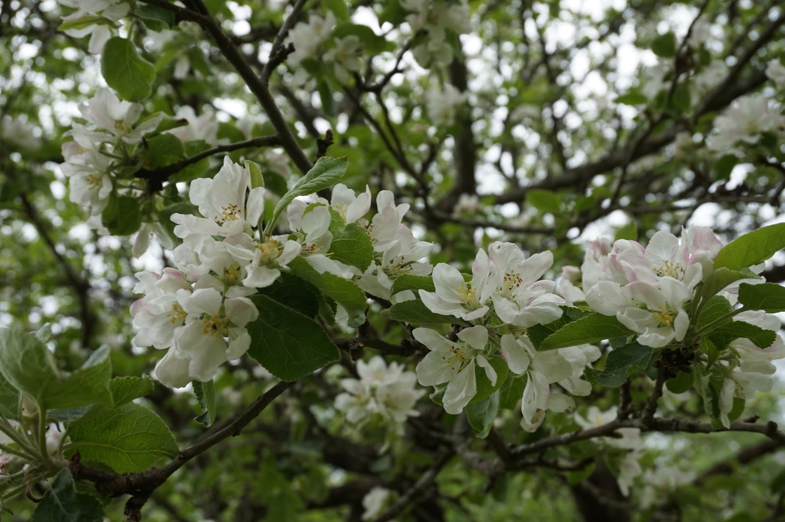 Oma tupa, tontti ja lupa: Omenapuun alla