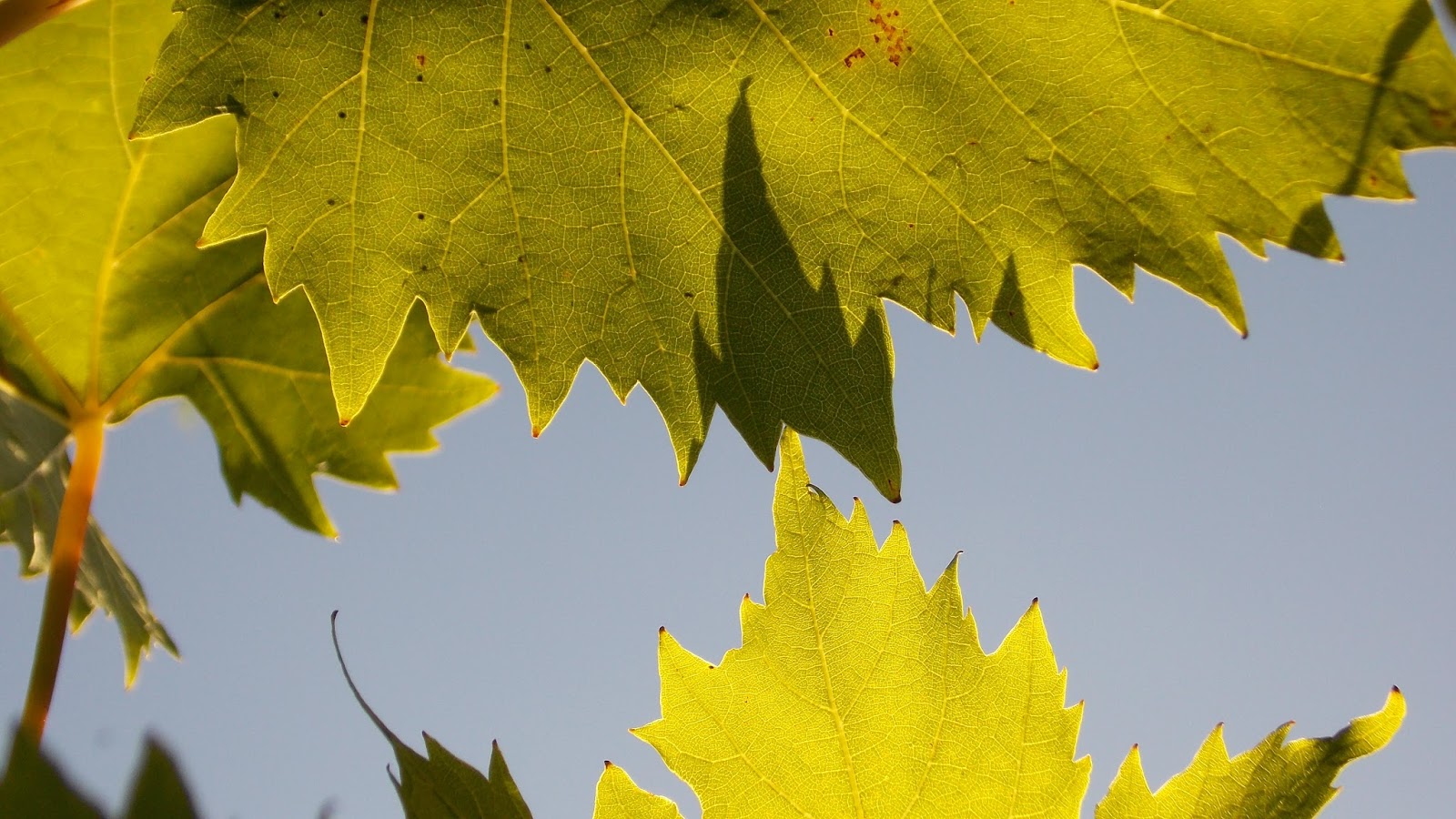 Parra de uva wallpapers HD