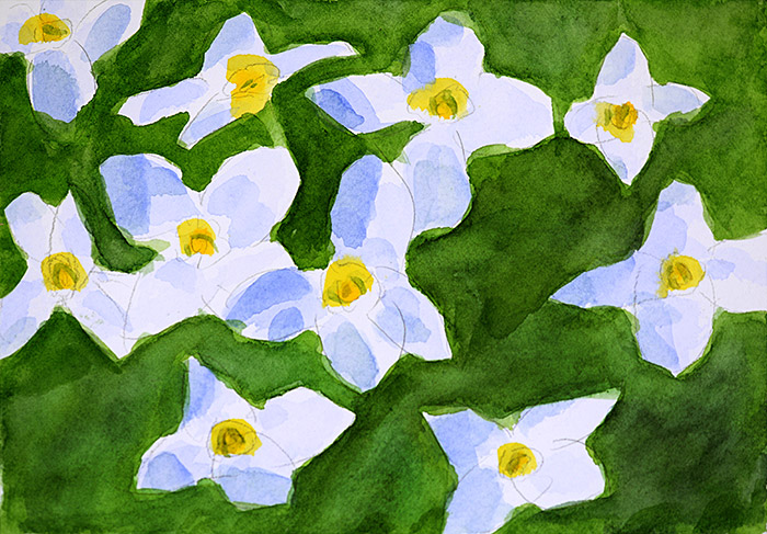 The Art of Bruce: Azure Bluets Three Studies