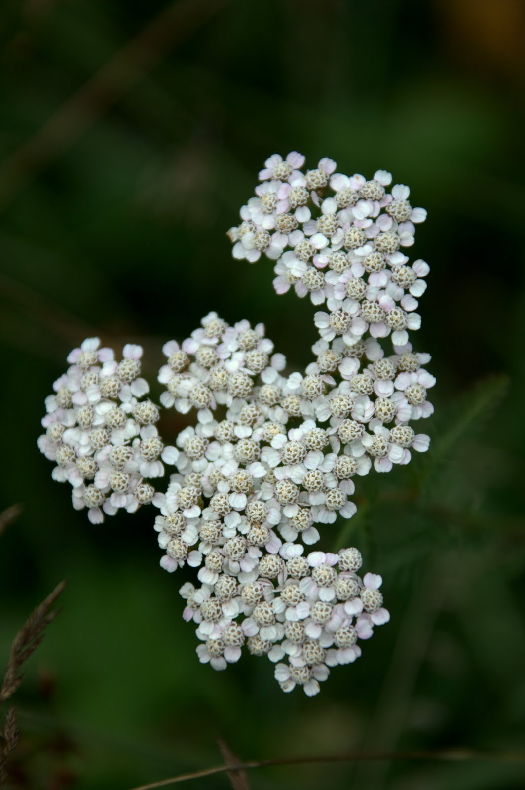 Alpenblumen: Gemeine Schafgarbe - Achillea millefolium