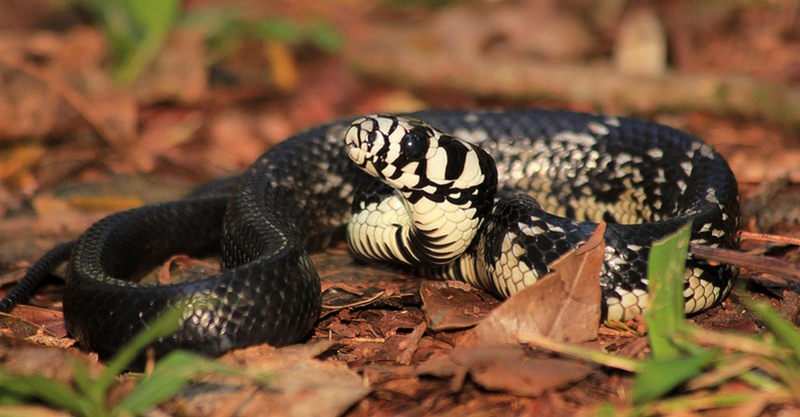 Ofidico: Spilotes Pullatus