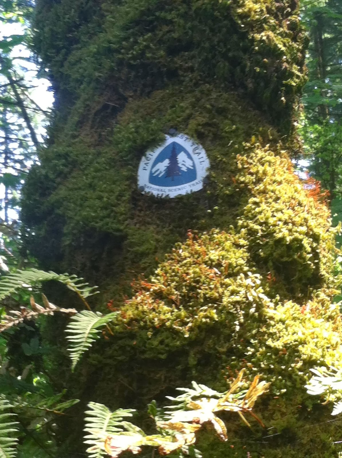 .Hike Mondays.: GILLETTE LAKE: Pacific Crest Trail-section H