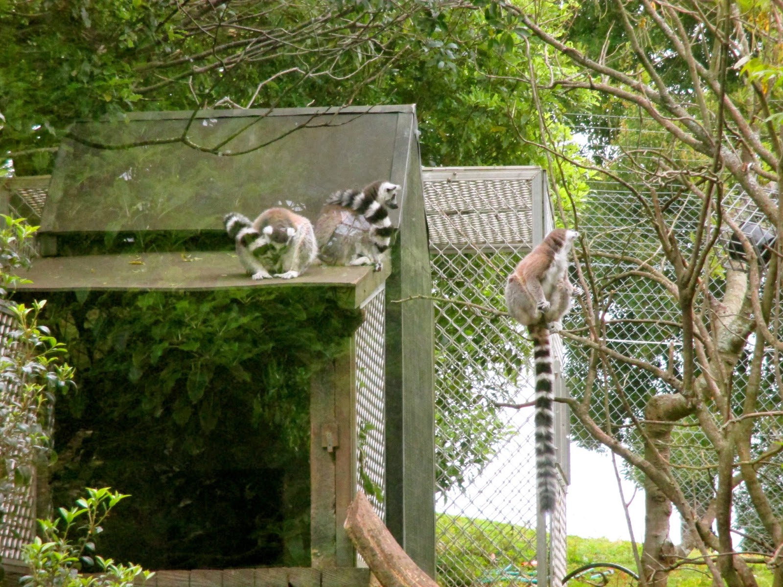 Mercier Kiwi Adventures: Hamilton Zoo