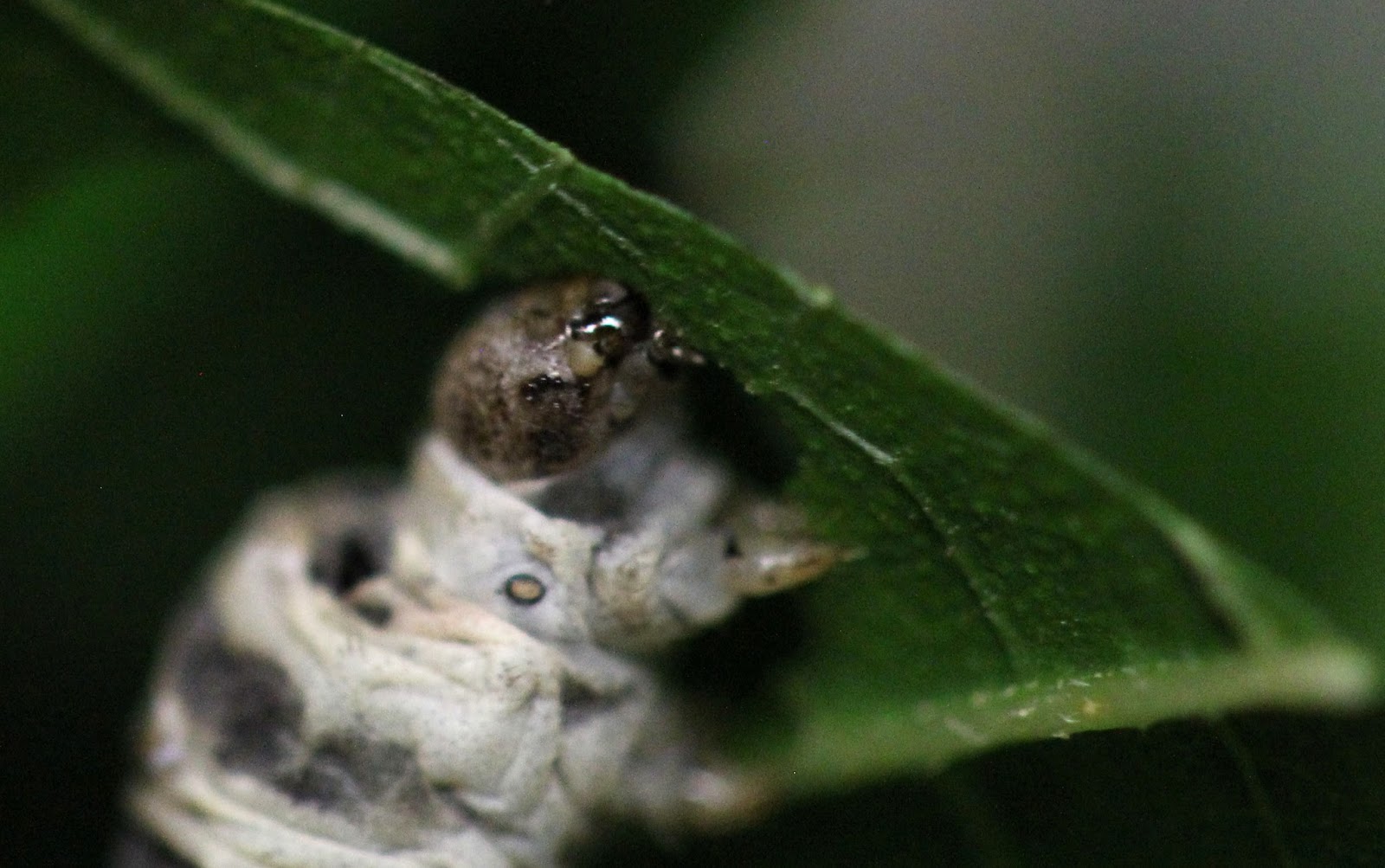 Amazing Silkworms: Anatomy of the Silkworm Larva
