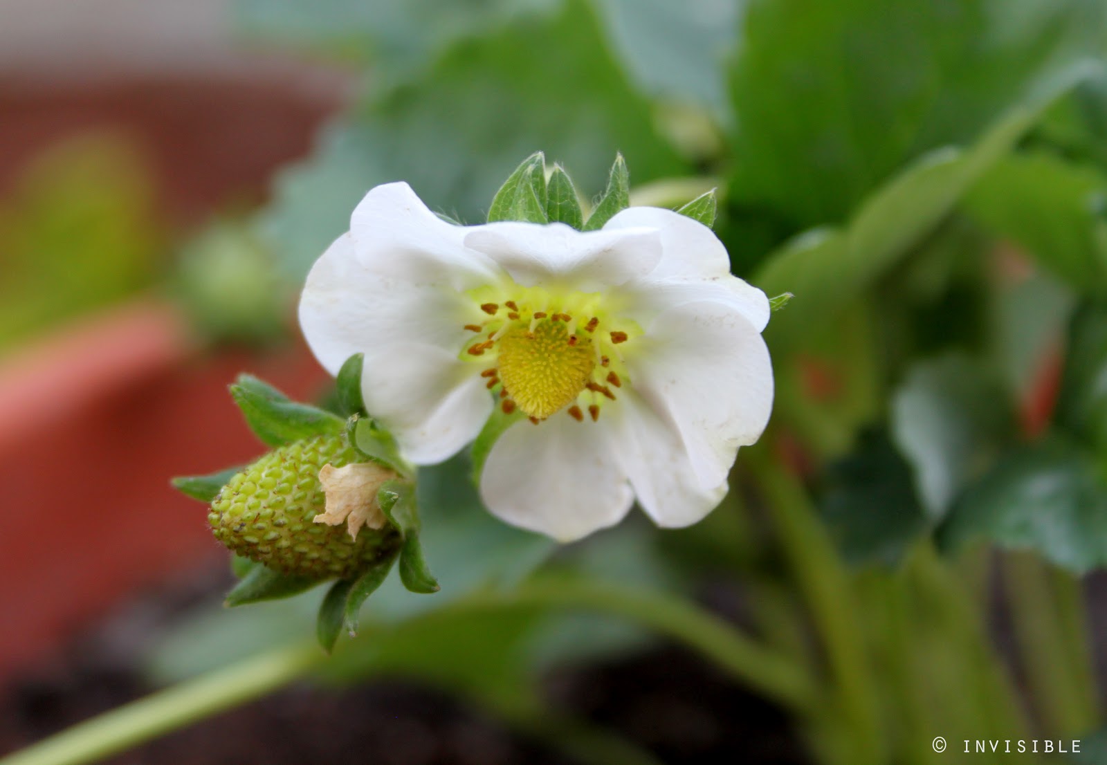 Invisible SLG Photos: Flores de fresa - Fresal