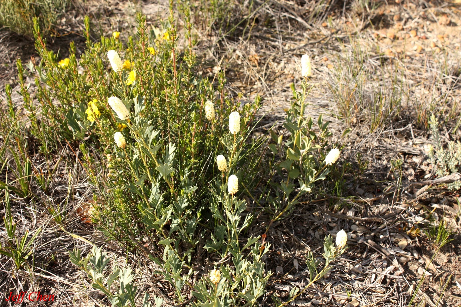 Jeff Chen旅遊登山攝影: Badgingarra National Park, WA