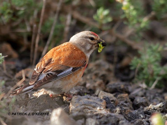 Raw Birds: Brown Linnet