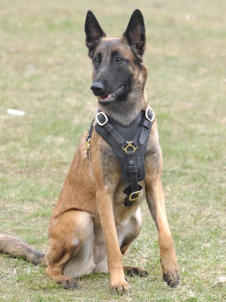 About Dog Malinois