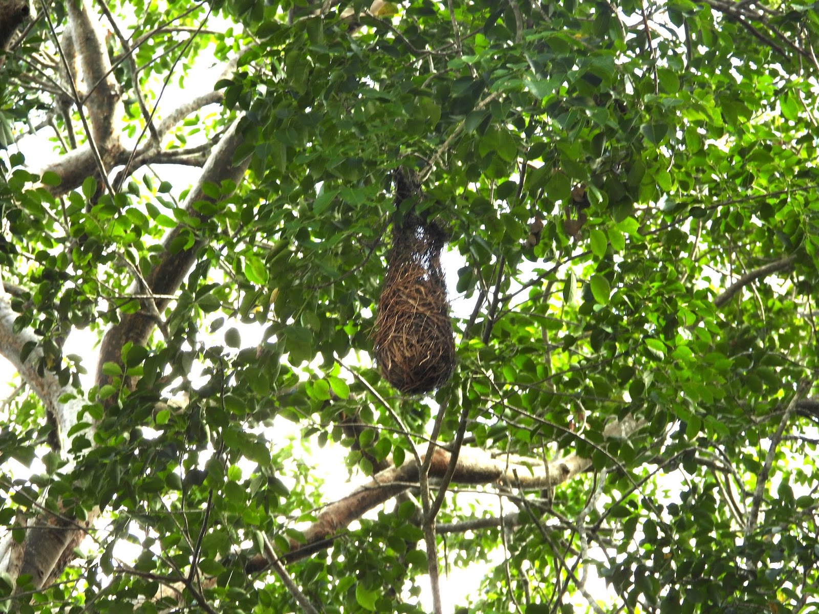 Bird & Travel Photos, Birding Sites, Bird Information: NEST OF ALTAMIRA ...