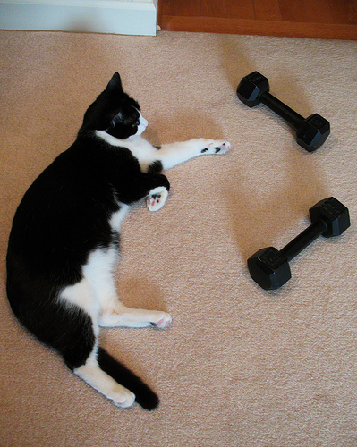 How to Exercise With Your Cat | Pawsitively Pets